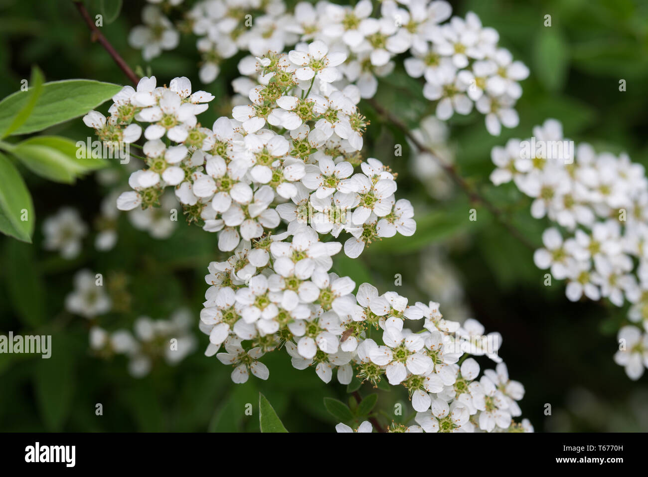 Spirea shrub hi-res stock photography and images - Alamy