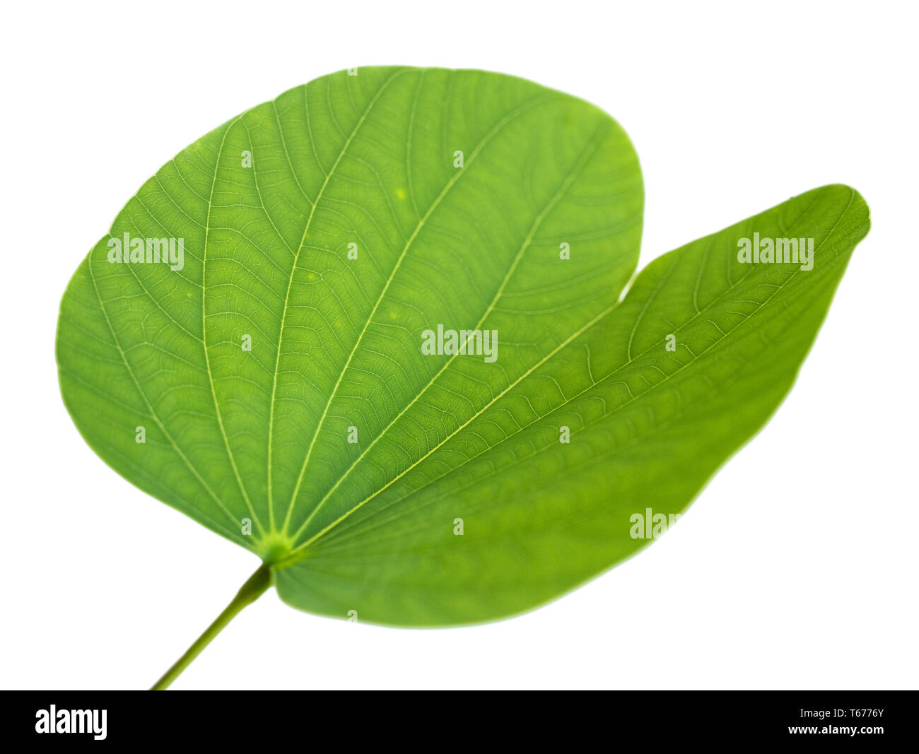 green leaf isolated Stock Photo - Alamy
