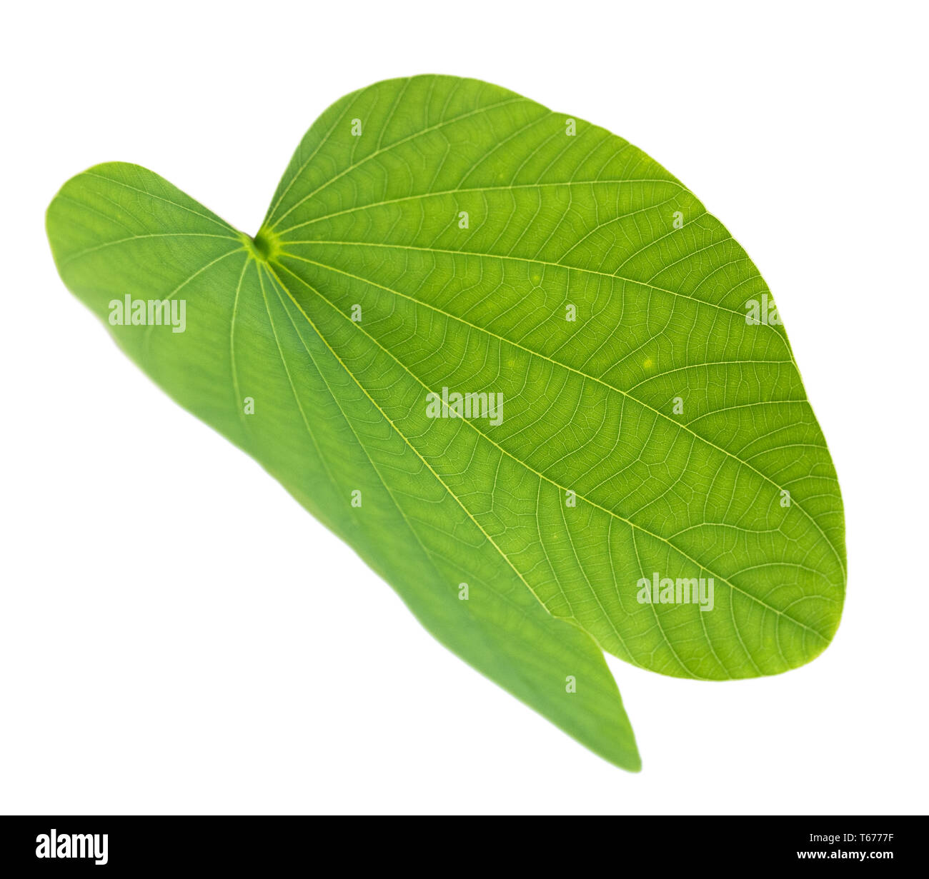 green leaf isolated Stock Photo - Alamy