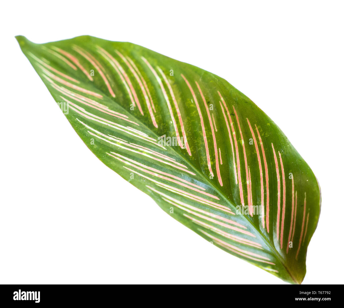 Green leaf stripe of Calathea Ornata Albolineata Stock Photo - Alamy