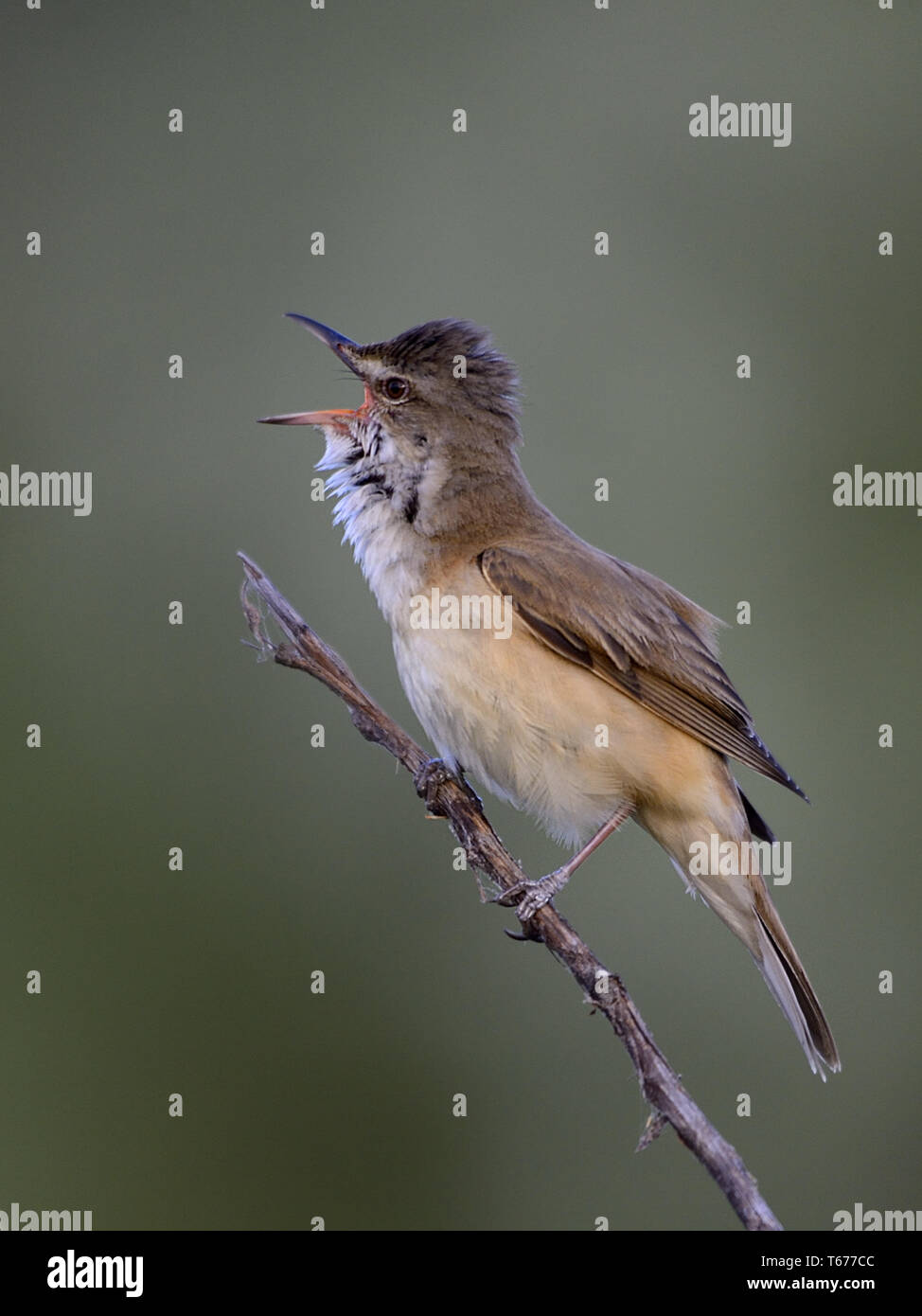 great reed warbler / reed-warbler, Acrocephalus arundinaceus Stock ...