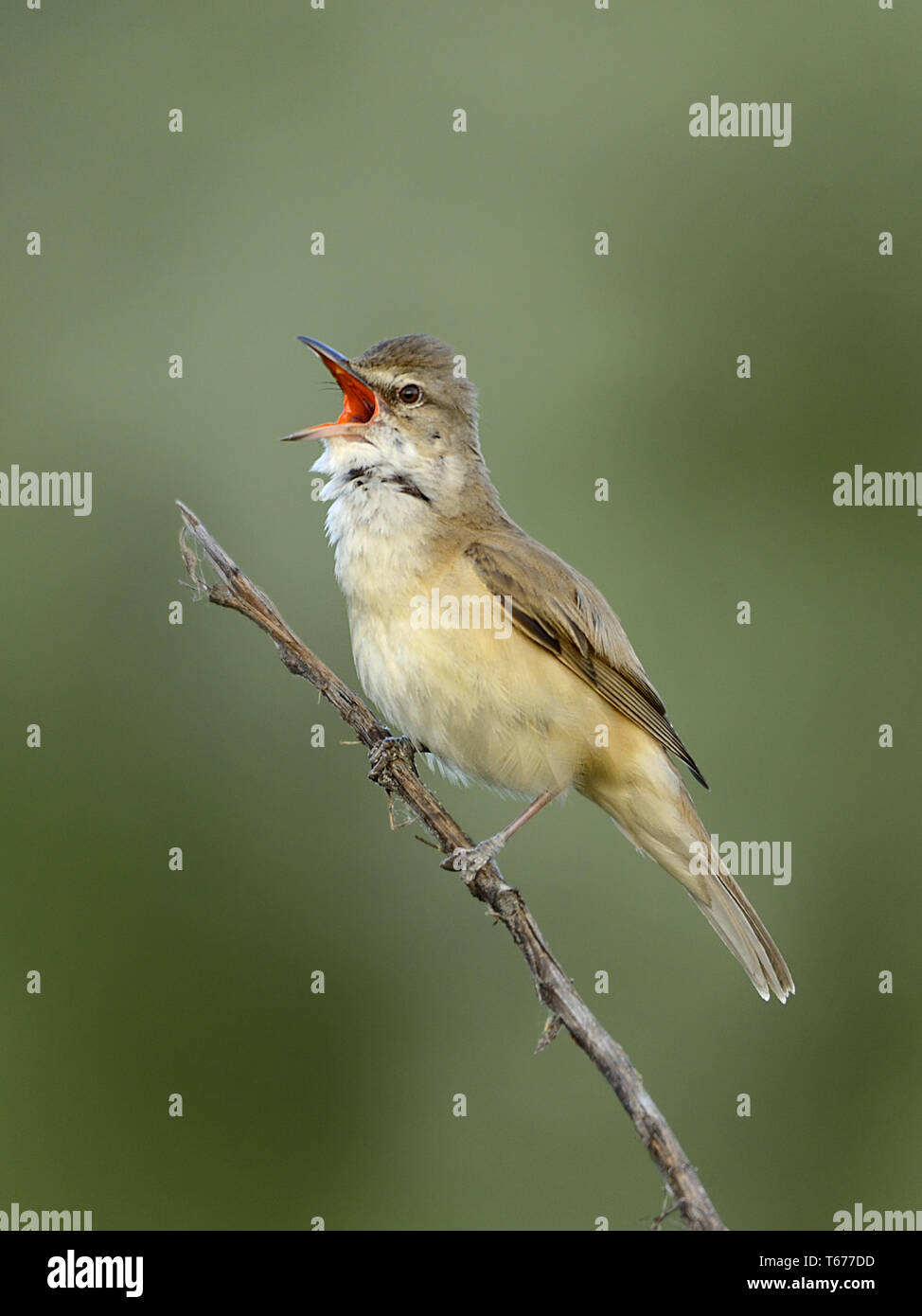 great reed warbler / reed-warbler, Acrocephalus arundinaceus Stock ...