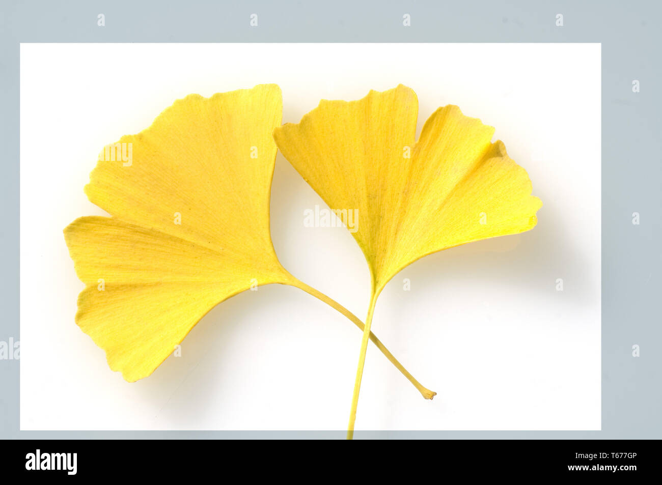 Ginkgonadel hi-res stock photography and images - Alamy
