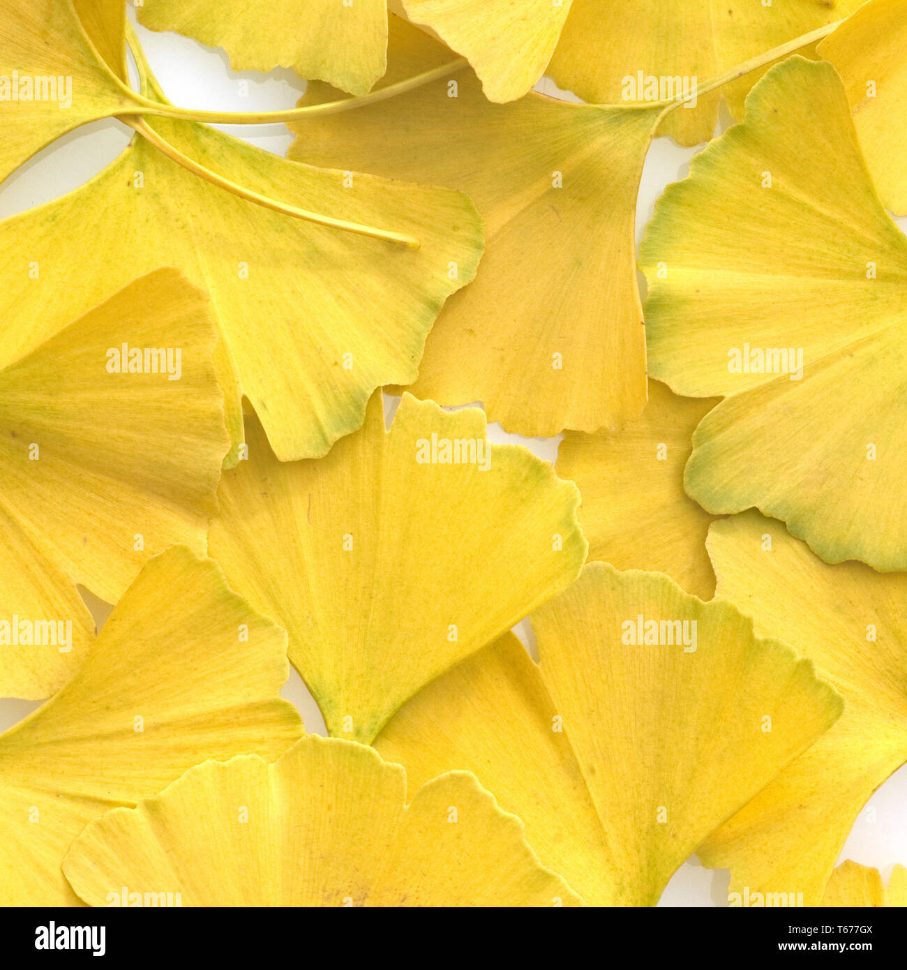 Ginkgonadel hi-res stock photography and images - Alamy