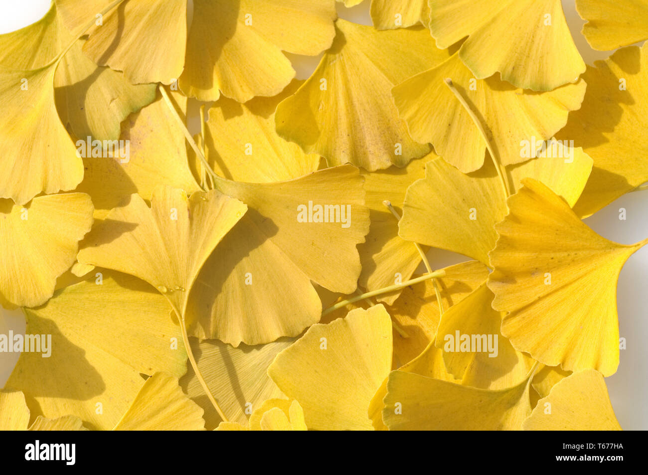Ginkgonadel hi-res stock photography and images - Alamy