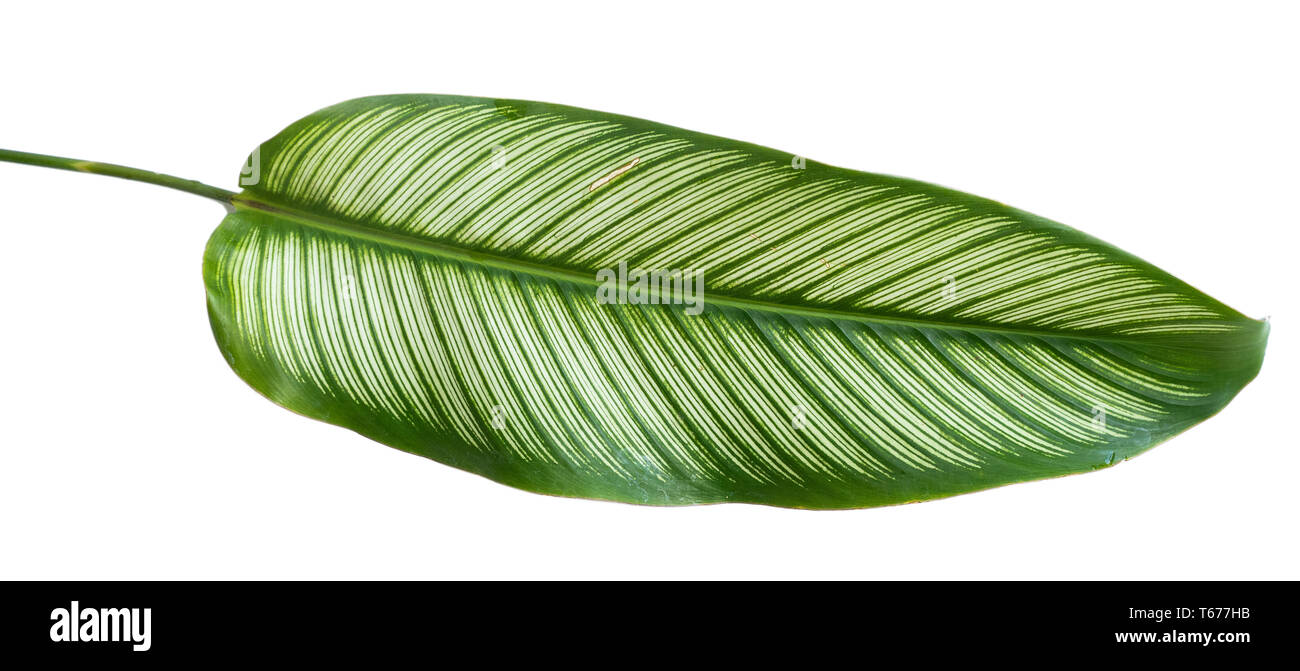Ornamental stripe with greenery hi-res stock photography and images - Alamy