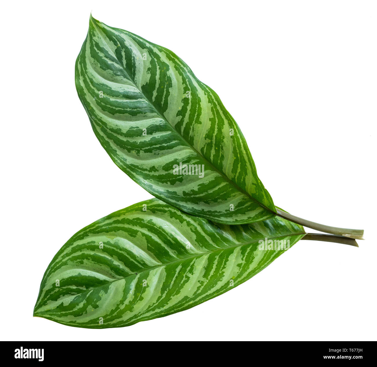 Aglaonema Crispum