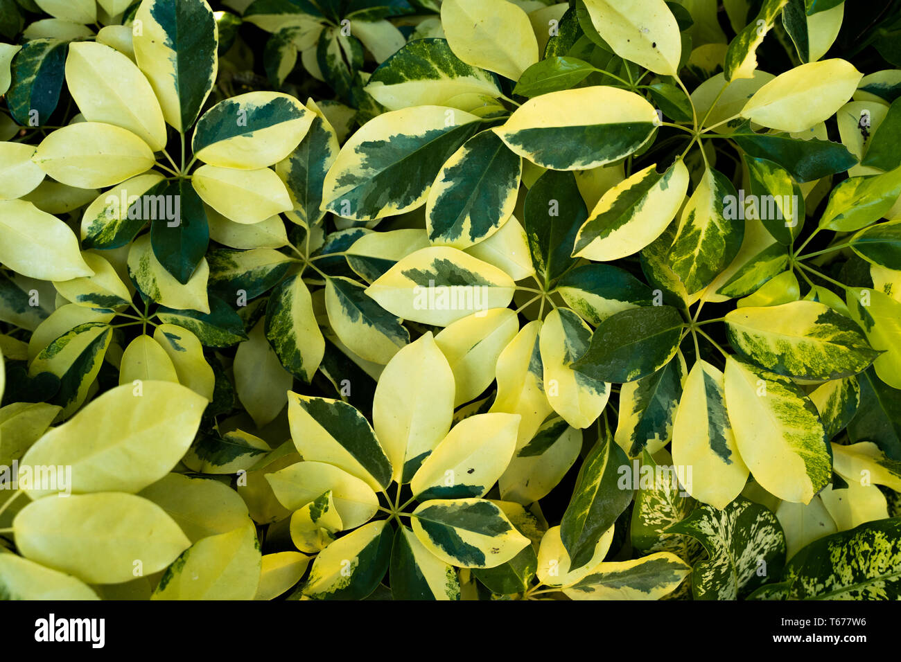 Schefflera arboricola hi-res stock photography and images - Alamy