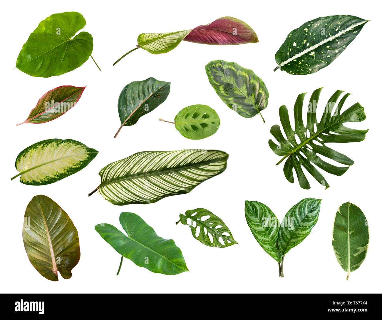 Variety of tropical leaves Stock Photo - Alamy
