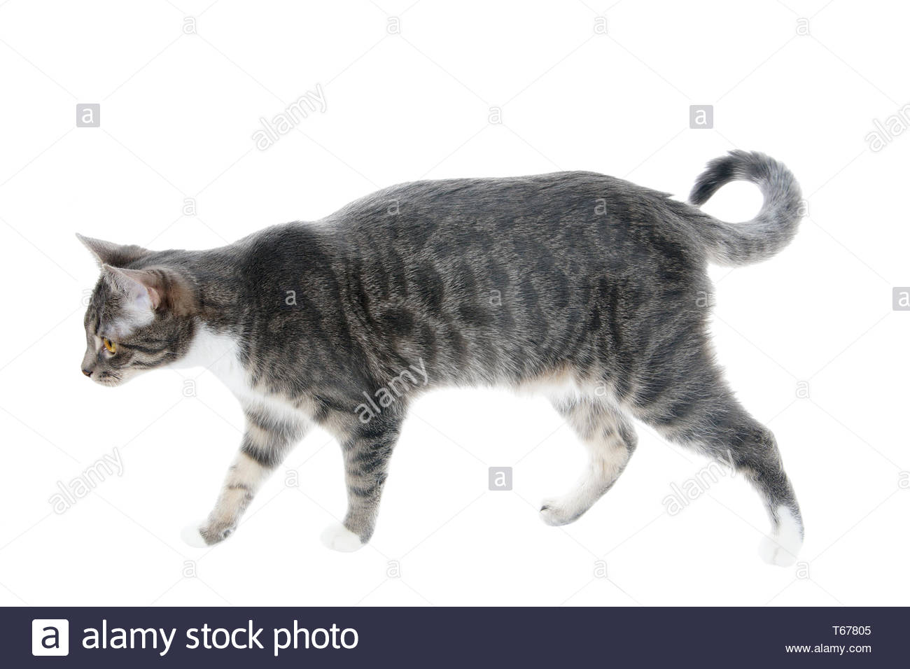 Tomcat Side Stock Photos & Tomcat Side Stock Images - Alamy