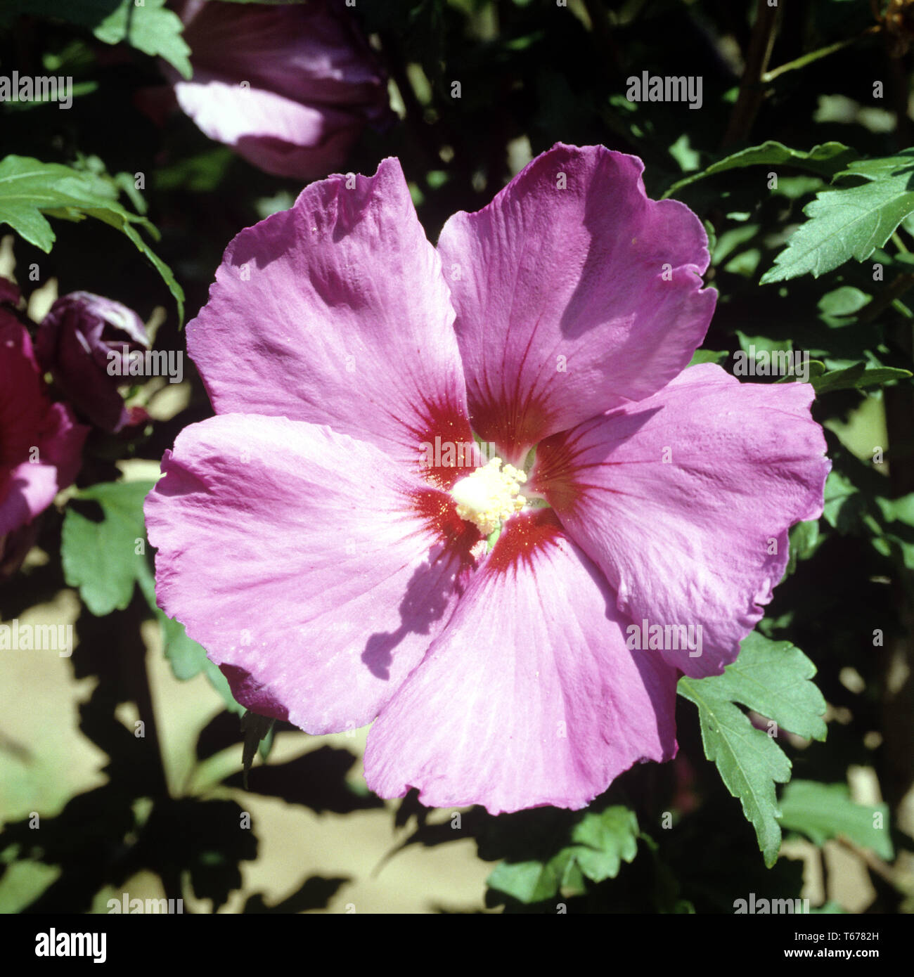 Hibiscus syiacus hi-res stock photography and images - Alamy