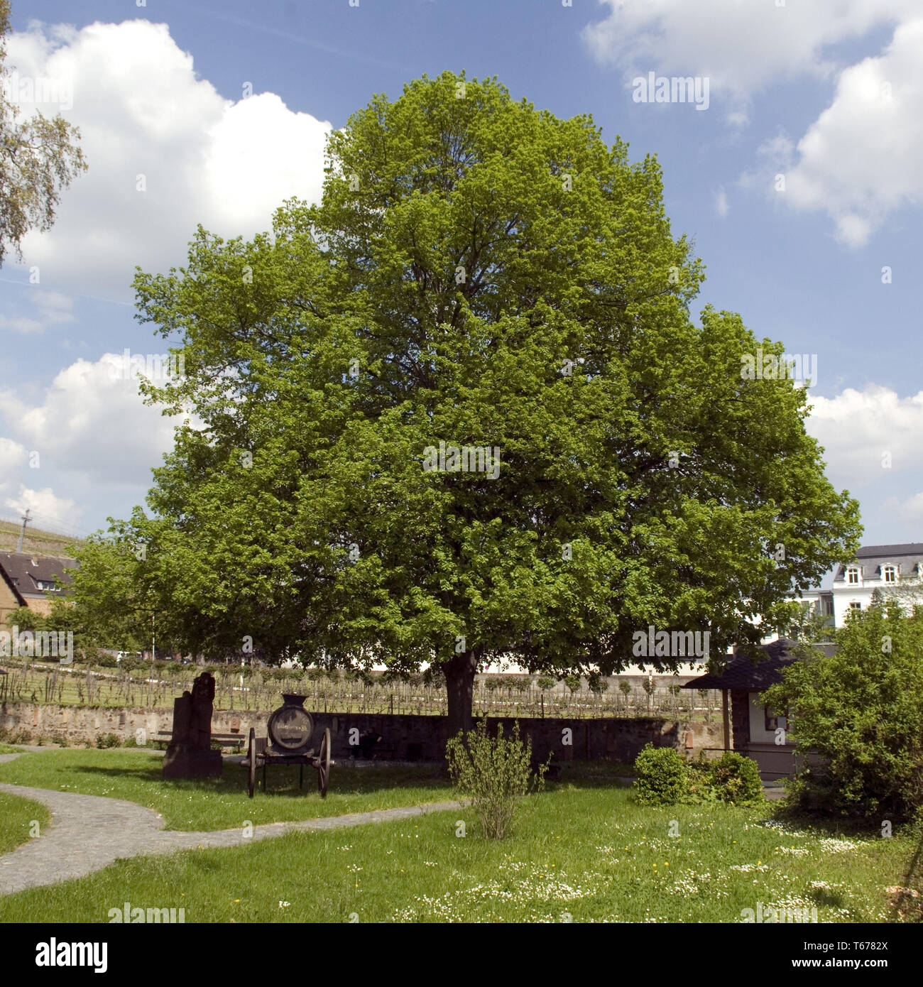 Summer linden tree tilia platyphyllos hi-res stock photography and ...