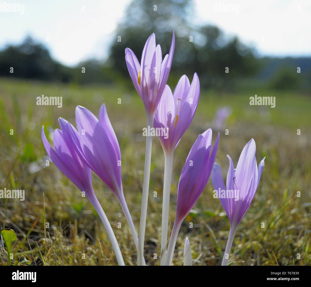 Autumn Crocus, Colchicum autumnale, Meadow Saffron Stock Photo - Alamy