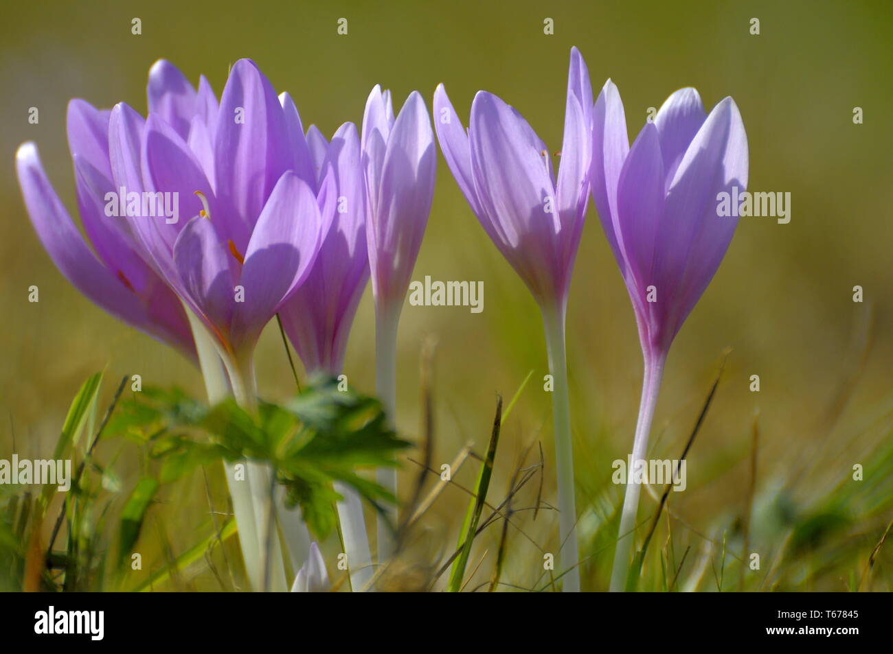 Autumn Crocus, Colchicum autumnale, Meadow Saffron Stock Photo - Alamy