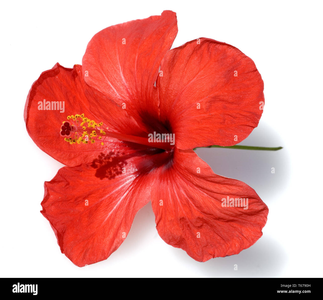 Hibiscus sinensis Cut Out Stock Images & Pictures - Alamy