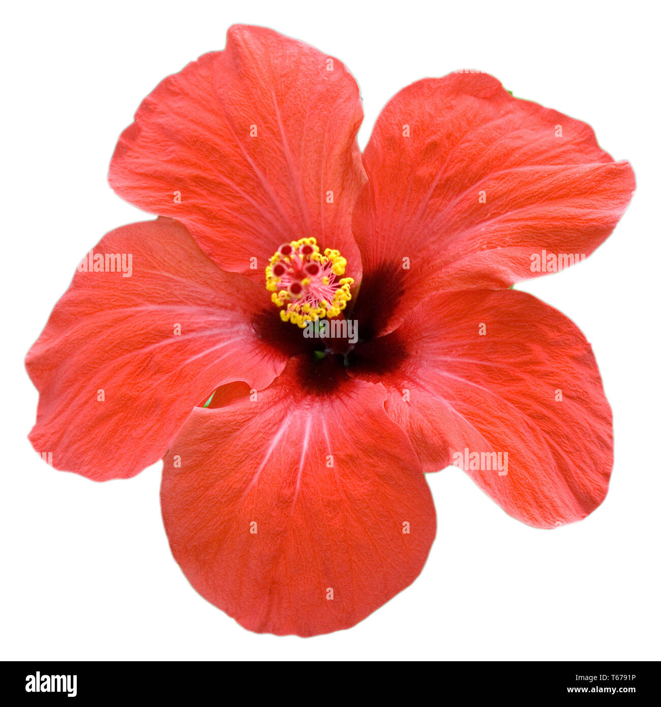 Hibiscus plant potted Cut Out Stock Images & Pictures - Alamy