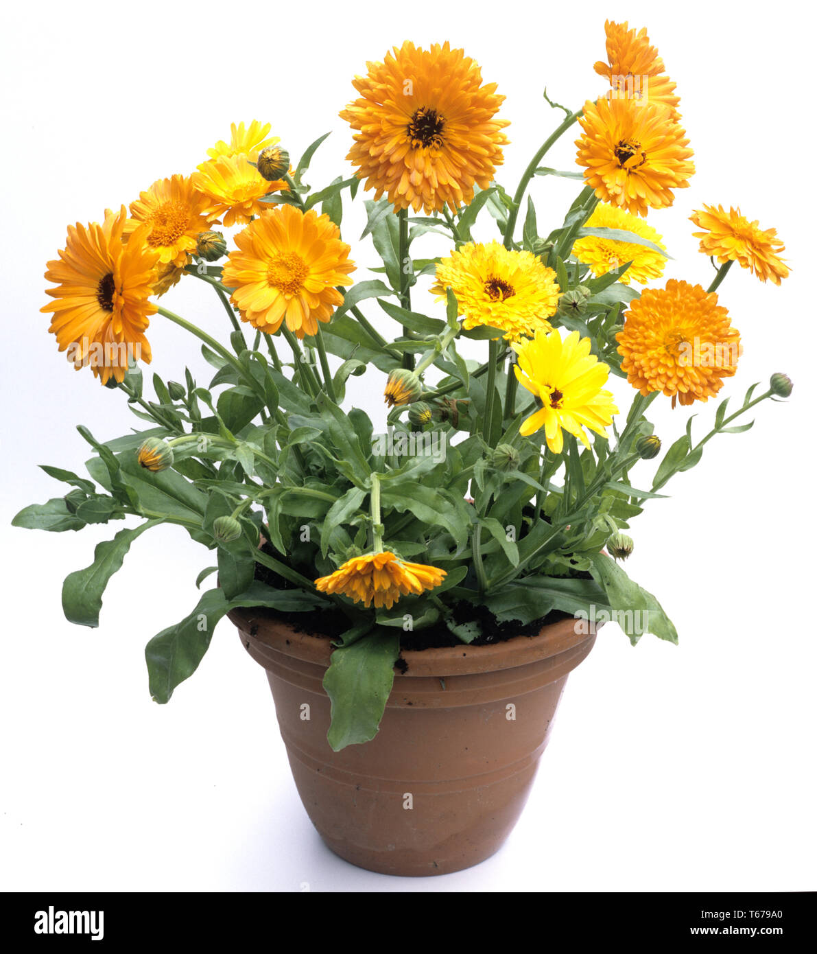 common marigold [Calendula officinalis] Stock Photo - Alamy