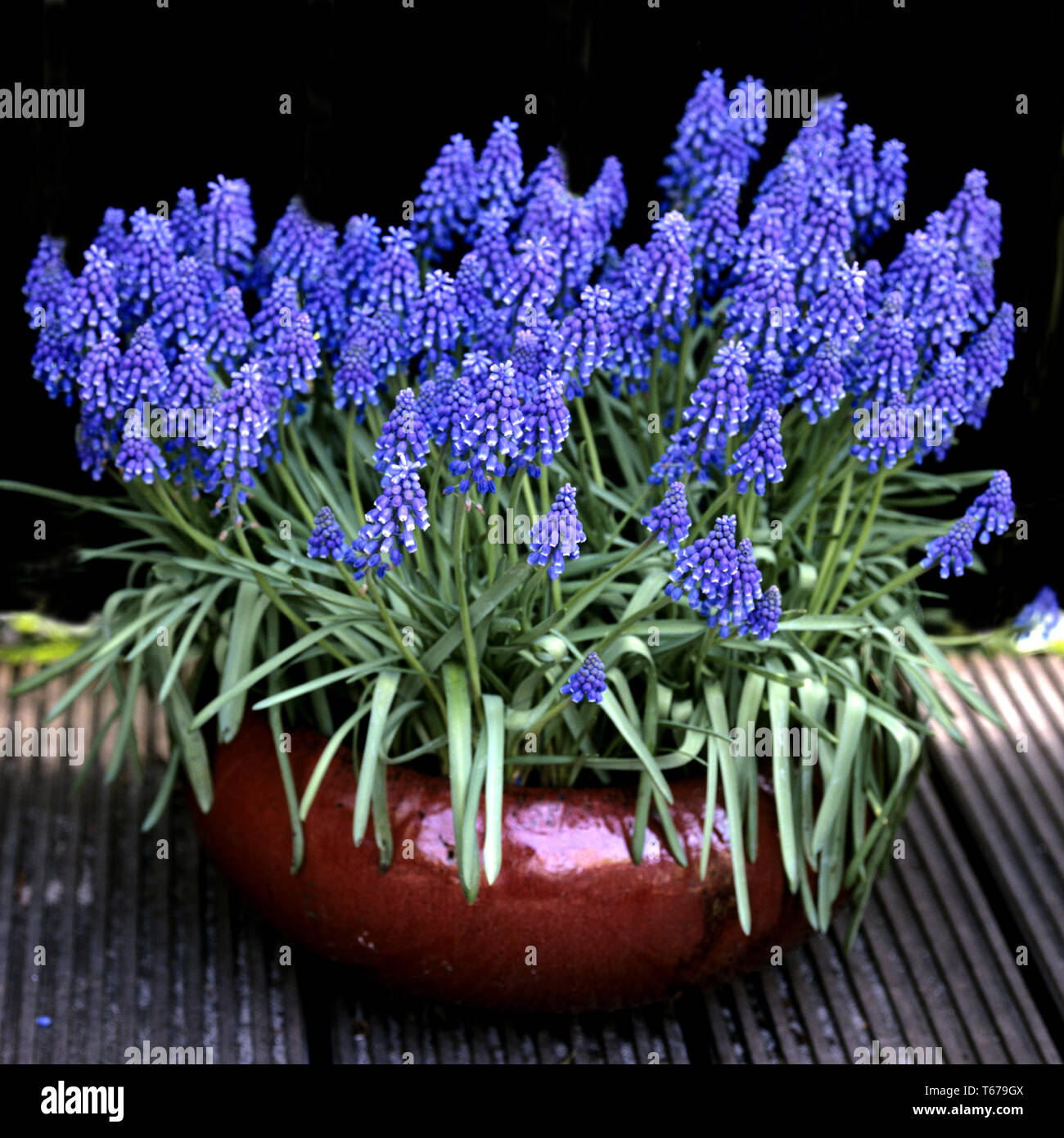 grape hyacinth [Muscari] Stock Photo - Alamy