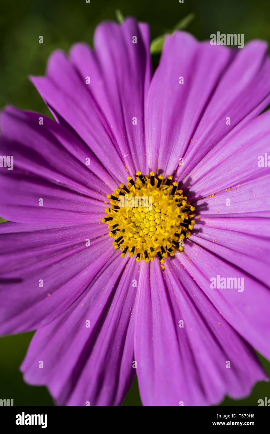 Stigma stem hi-res stock photography and images - Alamy