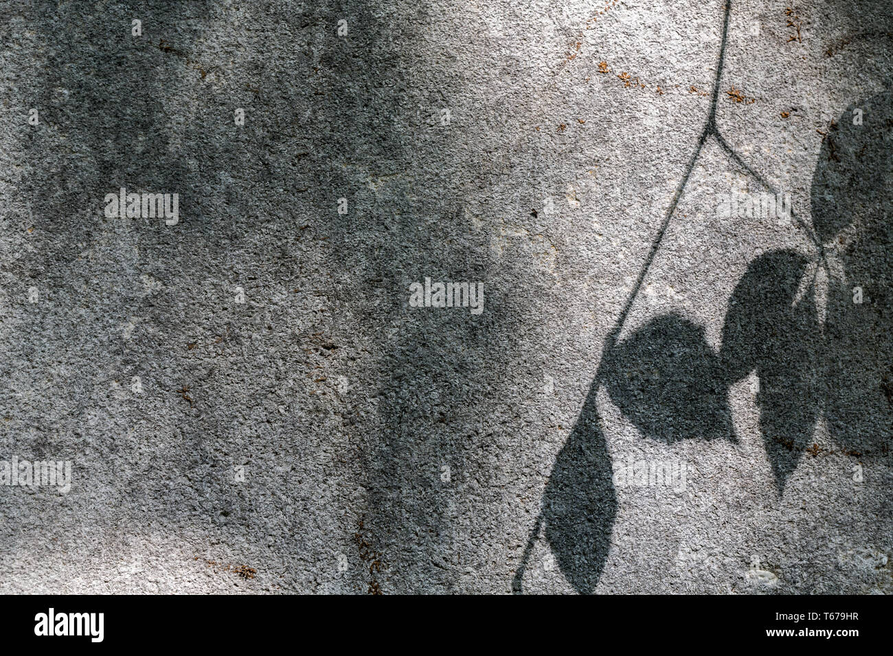 blurred shadow of some leafs on a grey wall Stock Photo - Alamy