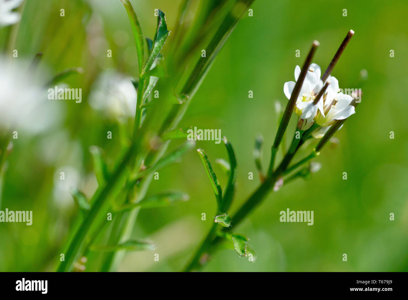 Hairy Bitter-cress (cardamine hirsuta), close up of a single flowering ...