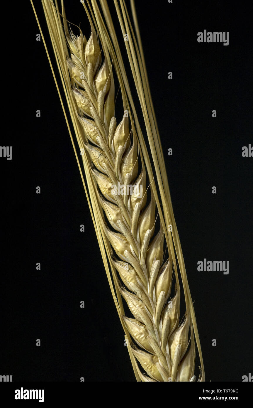 Barley, Hordeum vulgare Stock Photo - Alamy