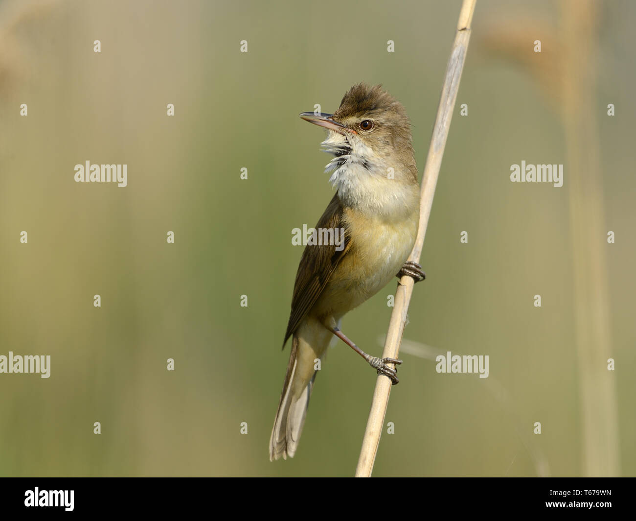 great reed warbler / reed-warbler, Acrocephalus arundinaceus Stock ...