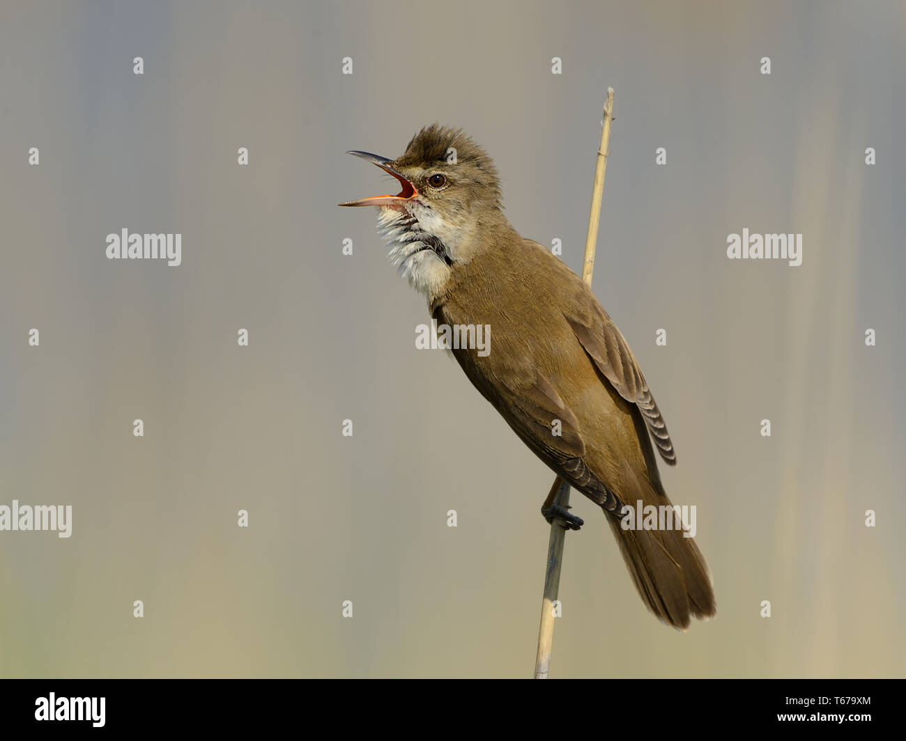 great reed warbler / reed-warbler, Acrocephalus arundinaceus Stock ...