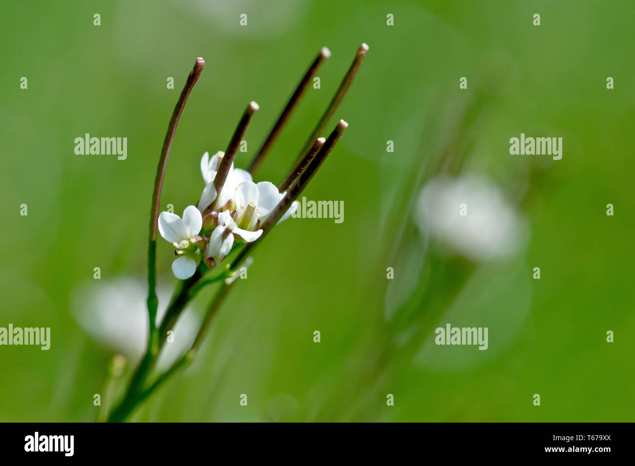 Hairy Bitter-cress (cardamine hirsuta), close up of a single flowering ...