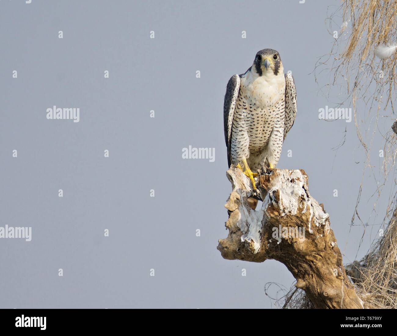Is widespread bird of prey in the family falconidae large hi-res stock ...