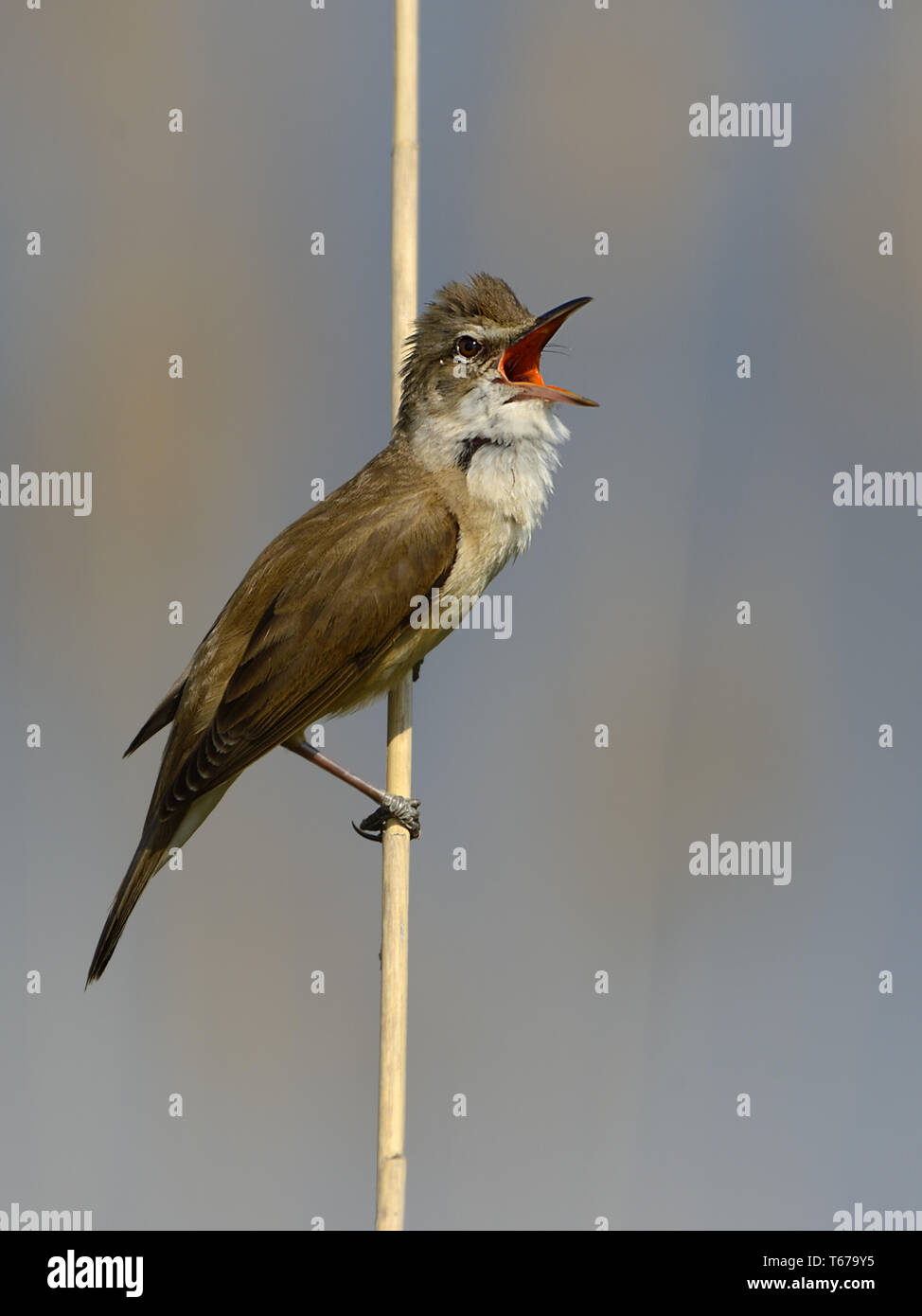 great reed warbler / reed-warbler, Acrocephalus arundinaceus Stock ...