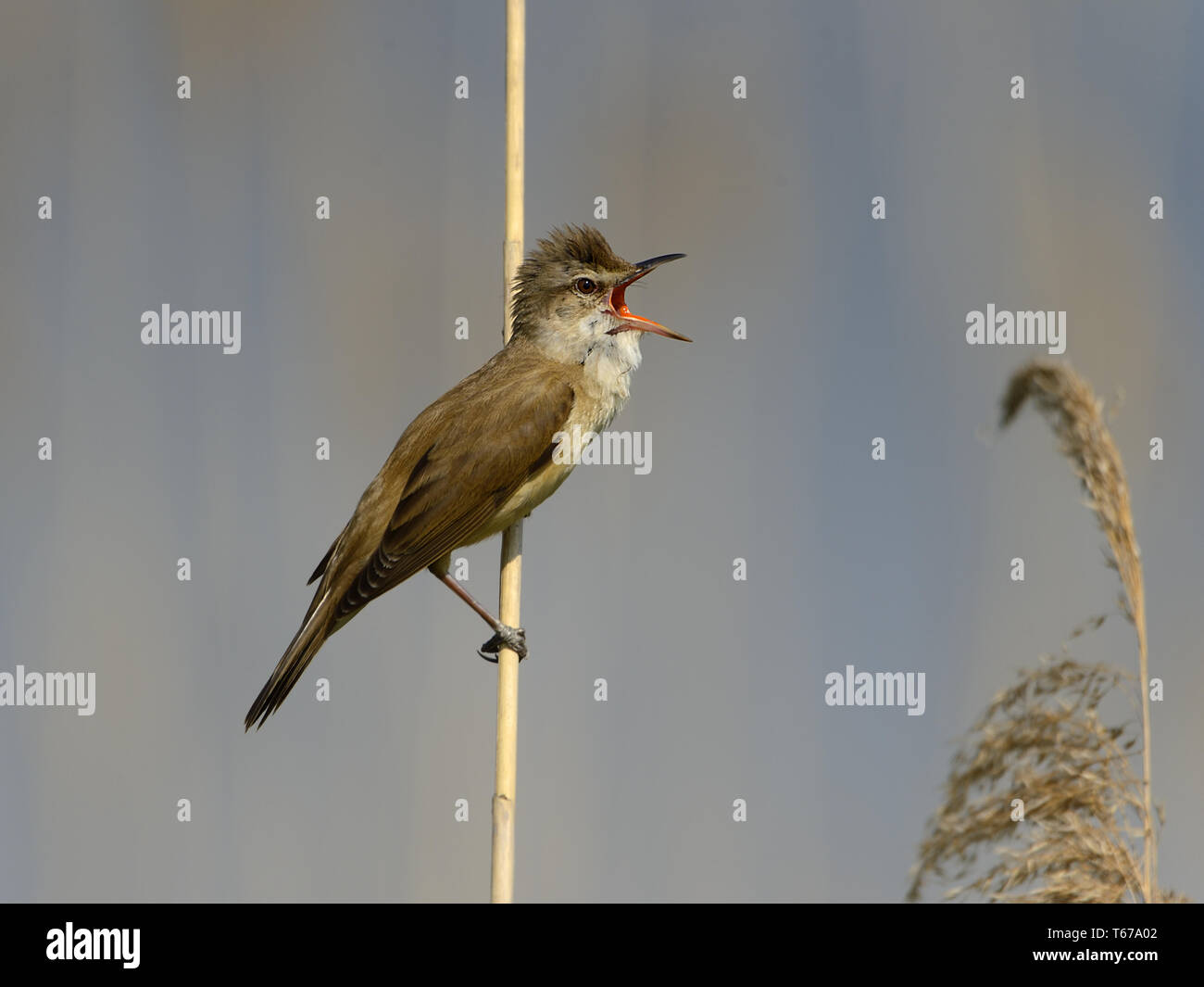 great reed warbler / reed-warbler, Acrocephalus arundinaceus Stock ...