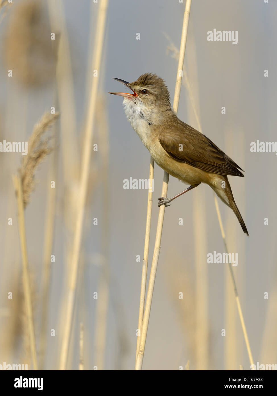 great reed warbler / reed-warbler, Acrocephalus arundinaceus Stock ...