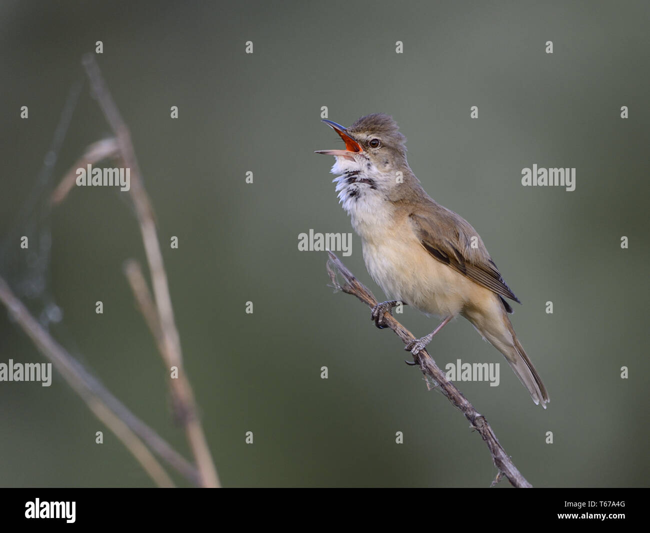 great reed warbler / reed-warbler, Acrocephalus arundinaceus Stock ...