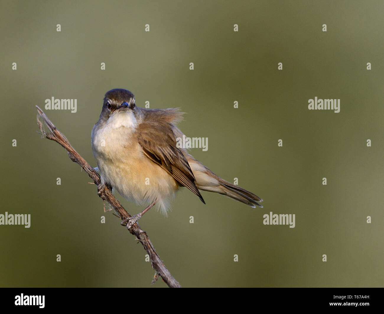 great reed warbler / reed-warbler, Acrocephalus arundinaceus Stock ...