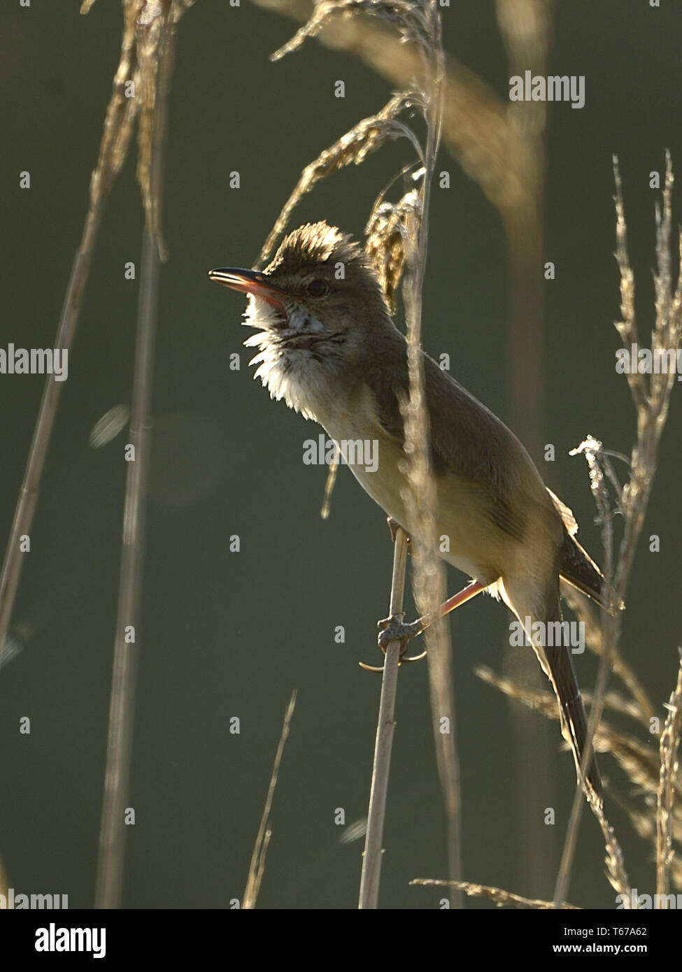 great reed warbler / reed-warbler, Acrocephalus arundinaceus Stock ...