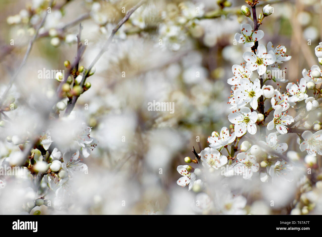 Sloe in flower hi-res stock photography and images - Alamy
