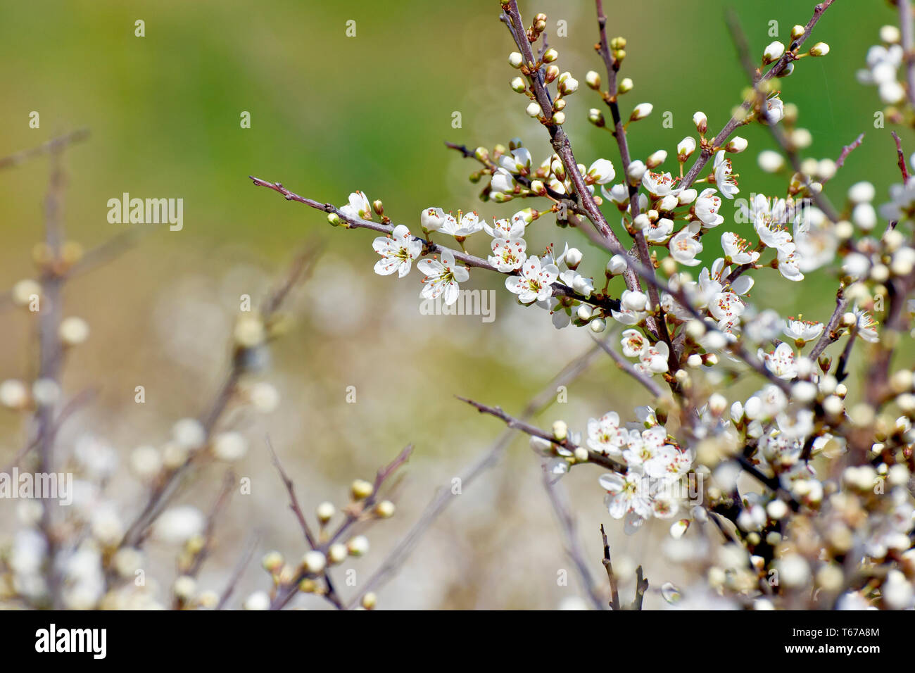 Sloe in flower hi-res stock photography and images - Alamy