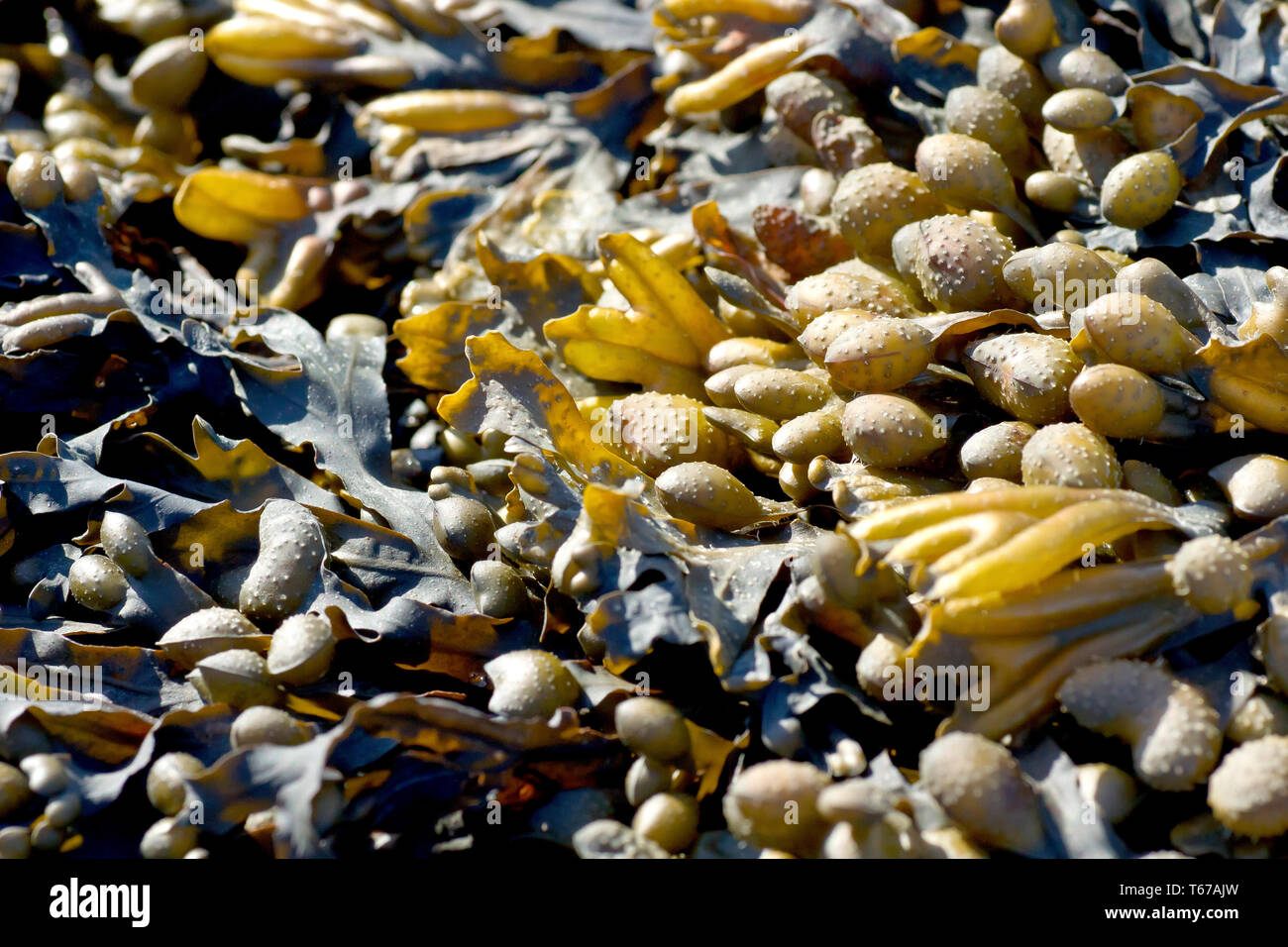 Spiral or Twisted Wrack (fucus spiralis) exposed at low tide, showing ...