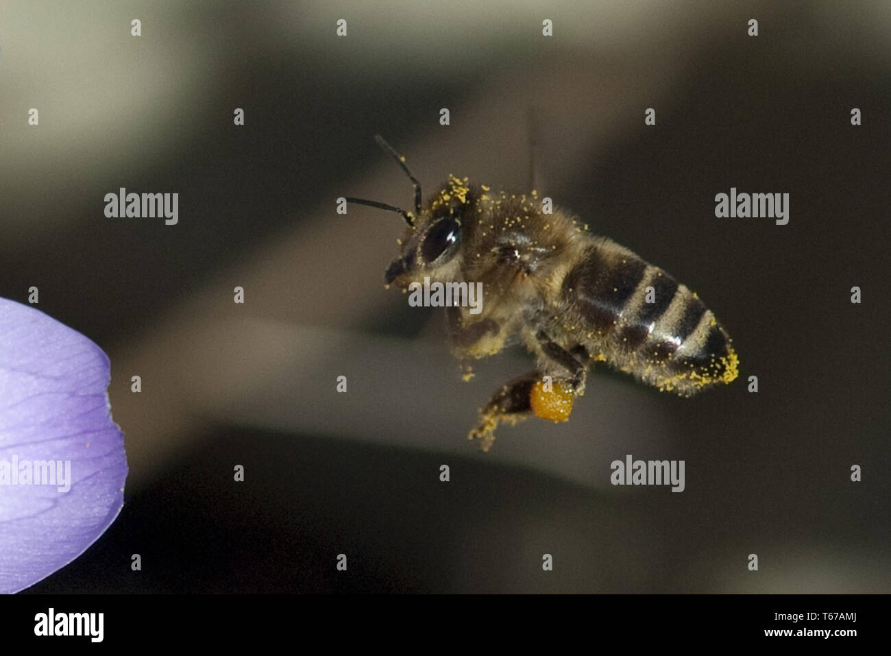 Honey Bee (Apis mellifica), Germany Stock Photo - Alamy