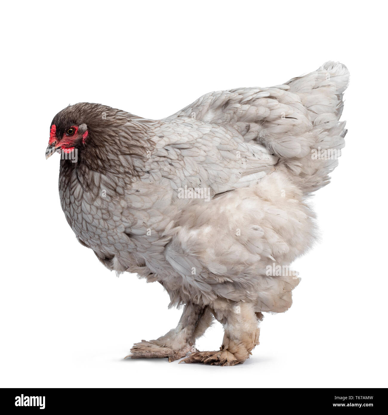 Brahma hen hi-res stock photography and images - Alamy