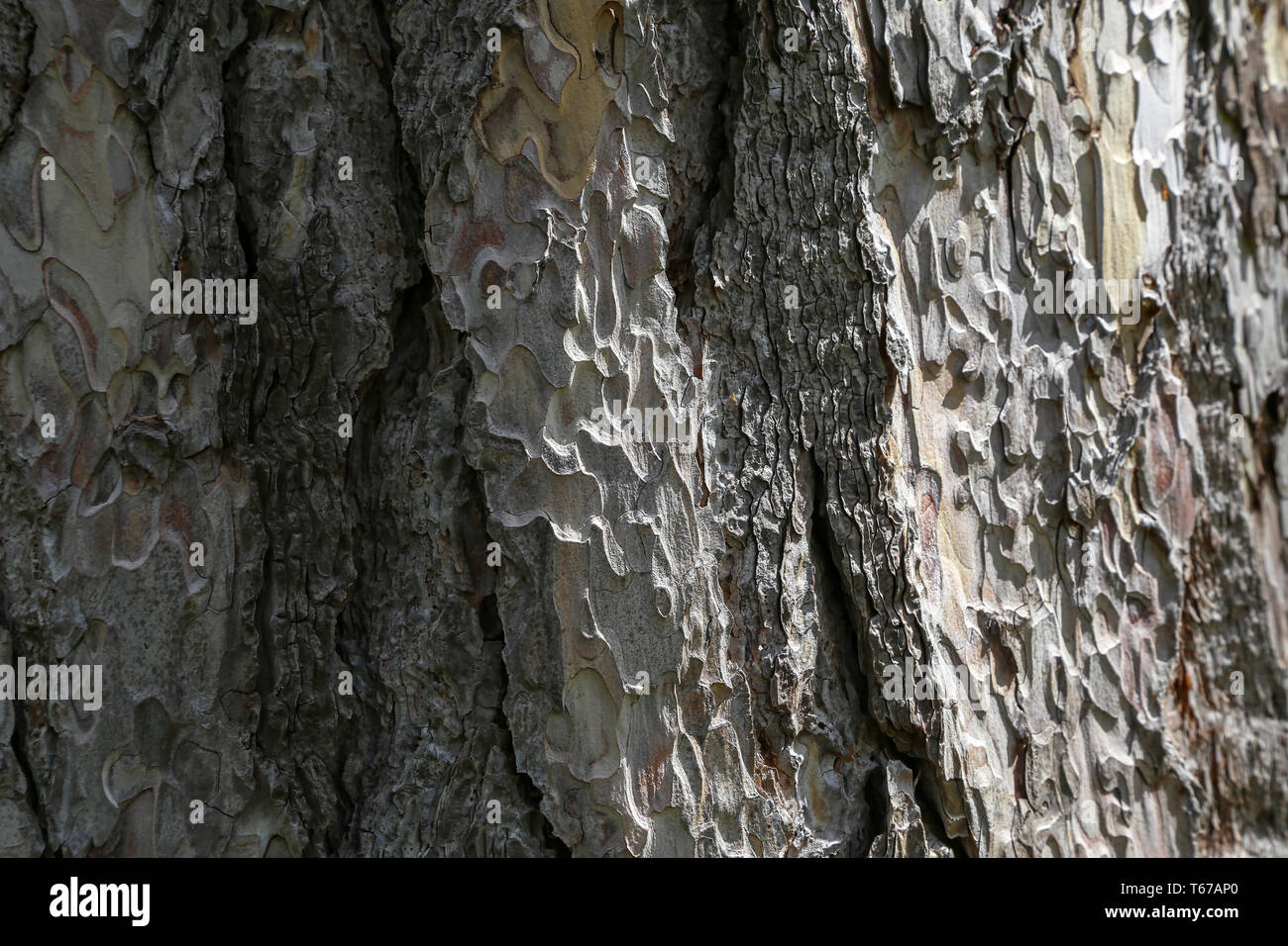 Flaking grey bark hi-res stock photography and images - Alamy