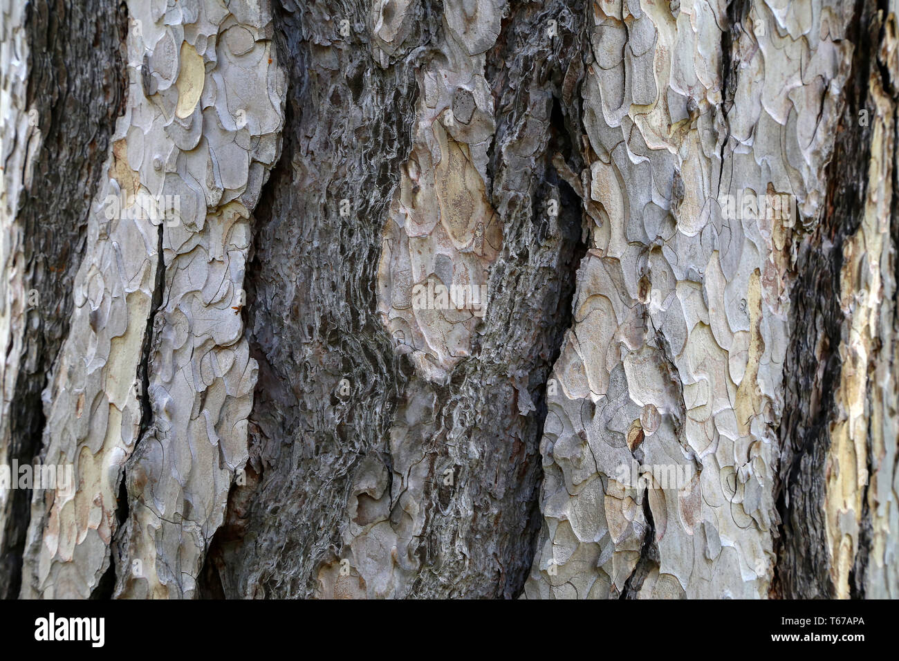 Close up view of bark of pinus negra tree, pinaceae family. The bark is ...