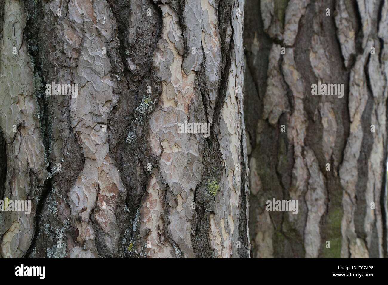 Scaly Bark High Resolution Stock Photography and Images - Alamy