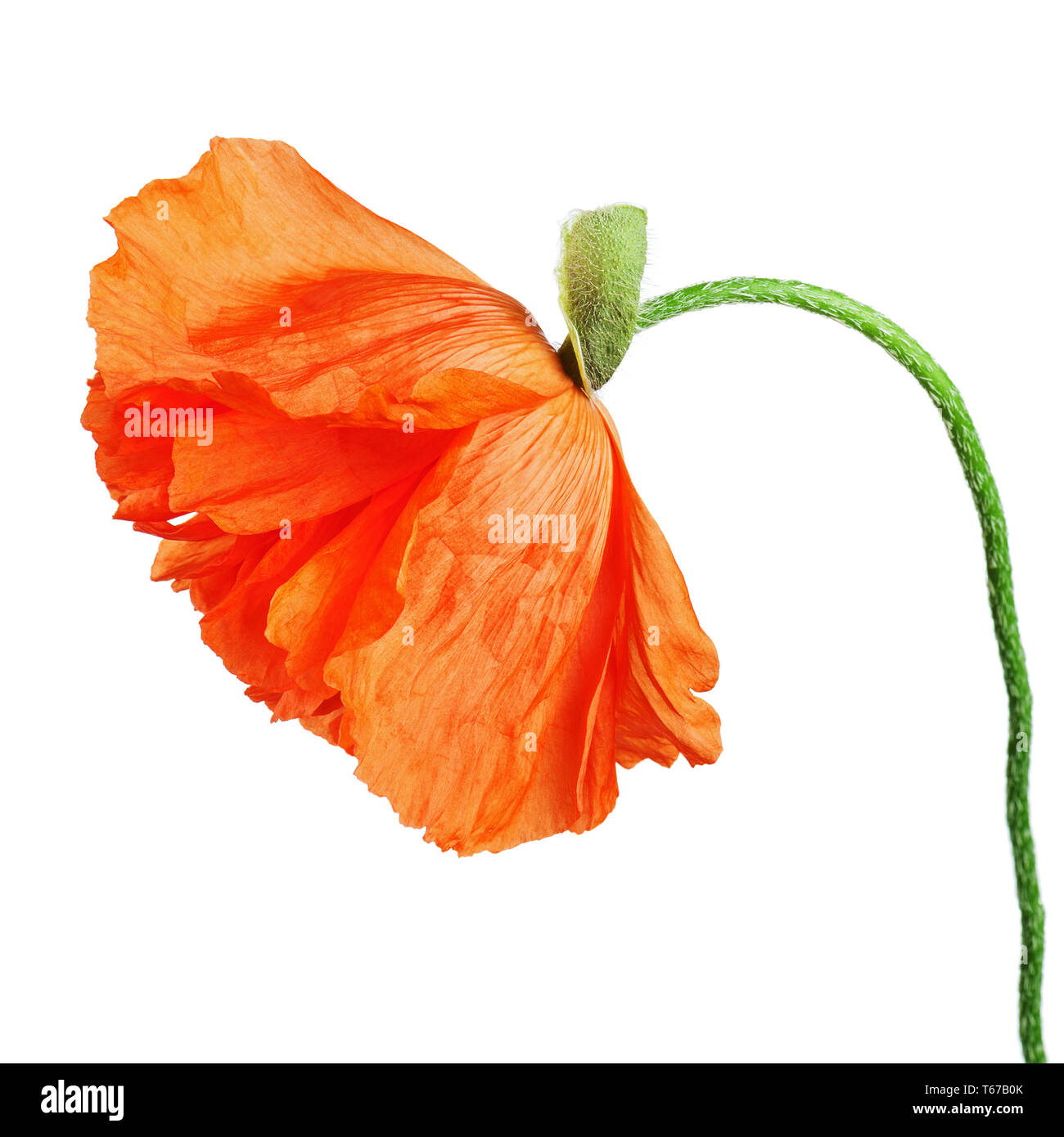 Single flower white background hi-res stock photography and images - Alamy
