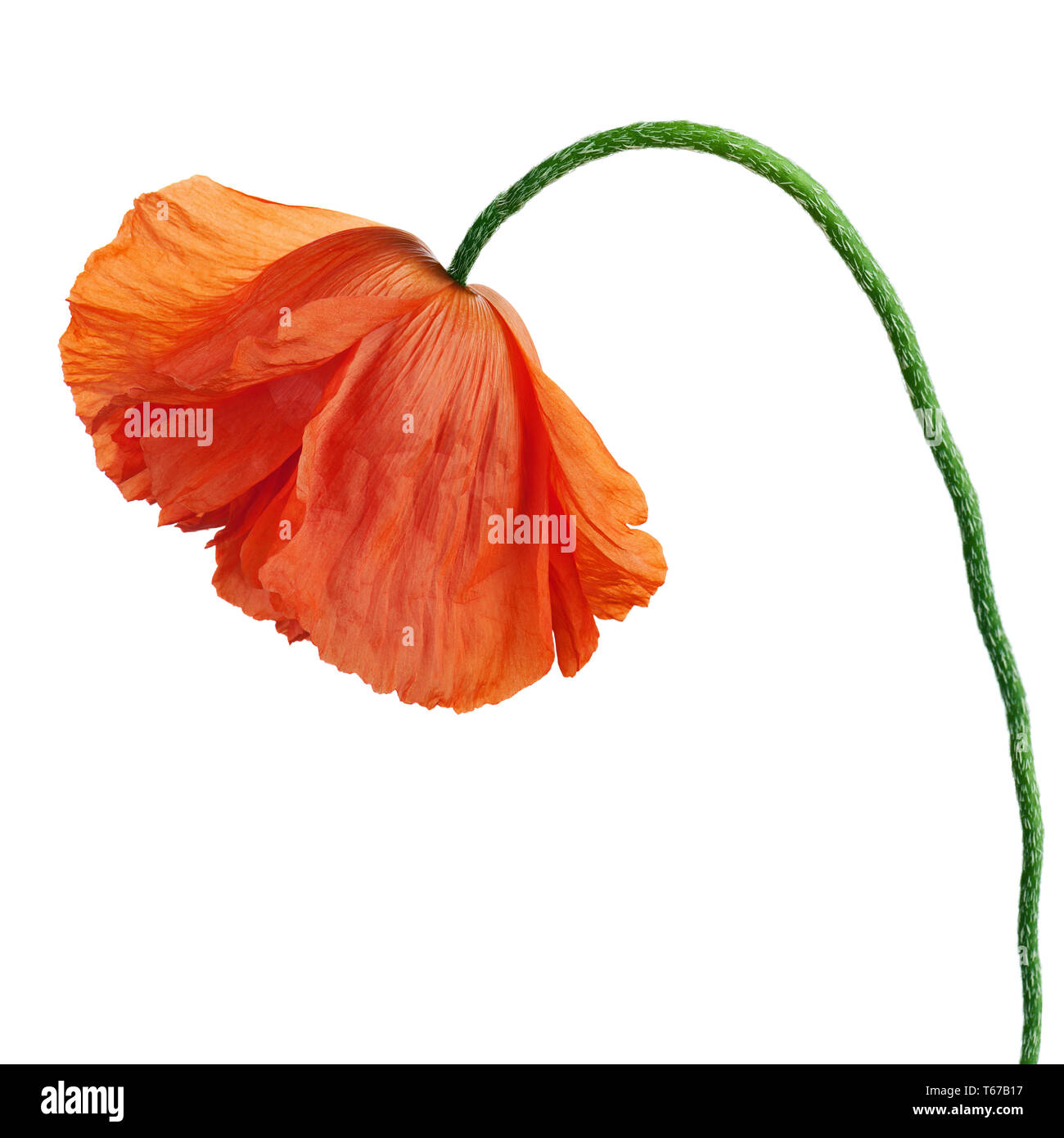 Single poppy flower isolated on white background Stock Photo - Alamy