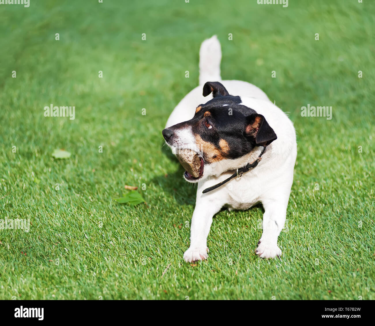 Jack Russell Terrier dog on nature background Stock Photo - Alamy