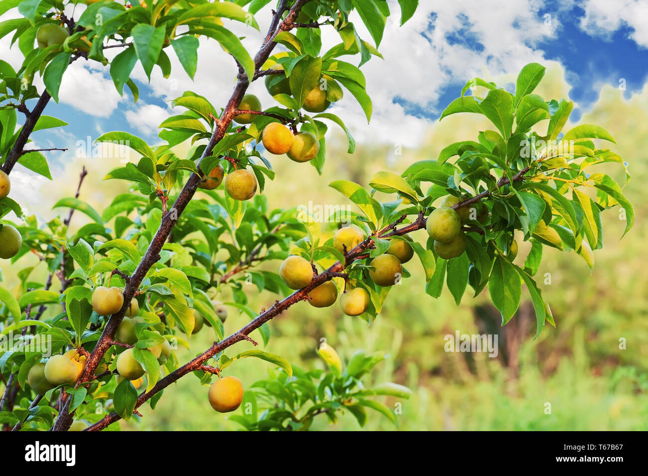 Yellow plum tree with fruits growing in the garden Stock Photo - Alamy