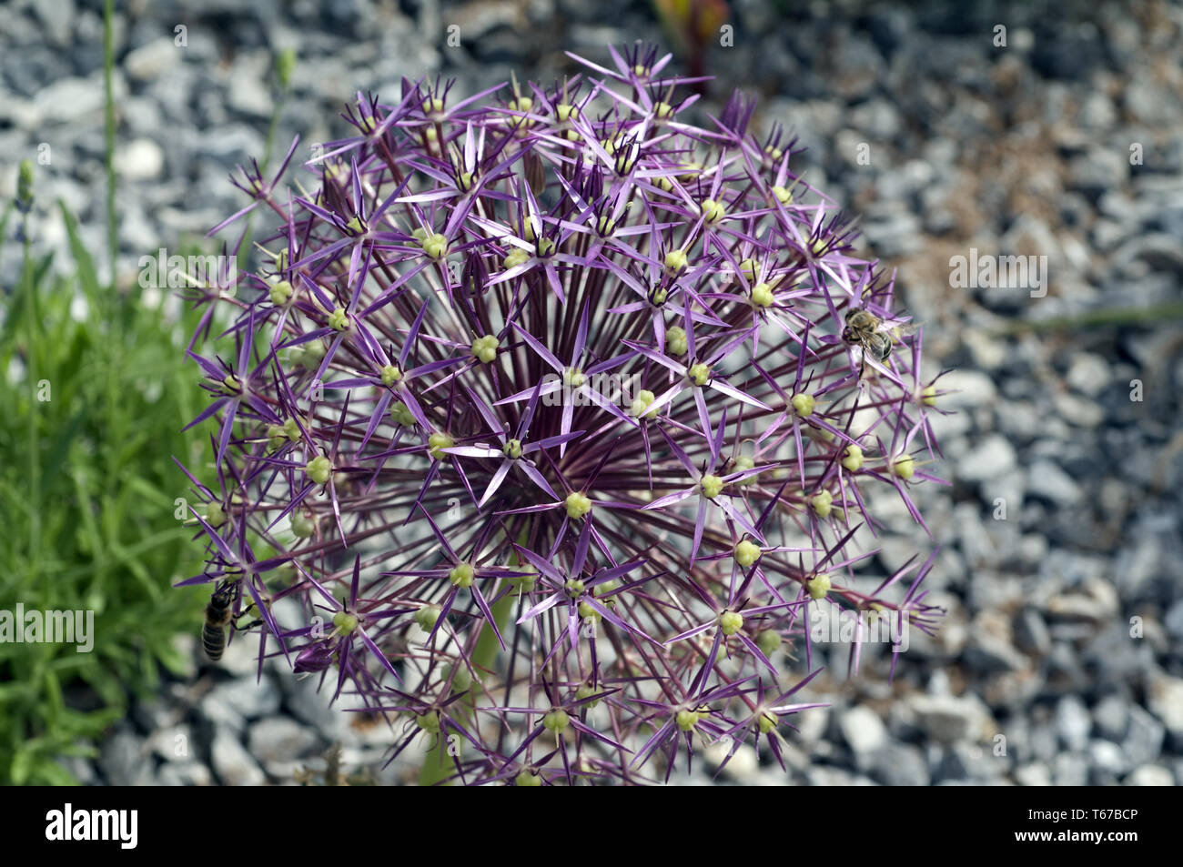 Giant allium or giant onion, Allium giganteum Stock Photo - Alamy