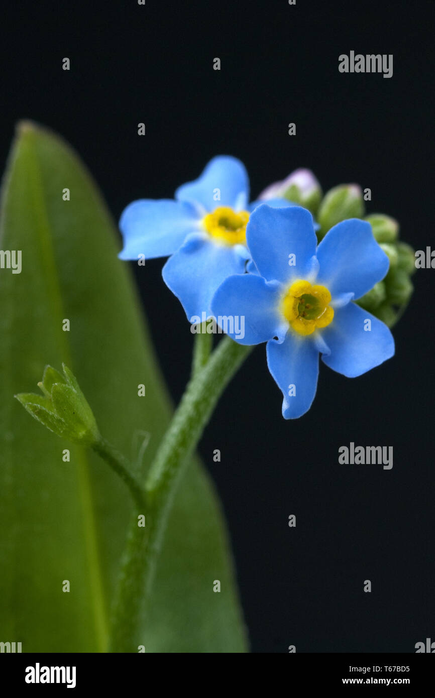 water forget-me-not, Myosotis scorpioides, Myosotis palustris Stock ...